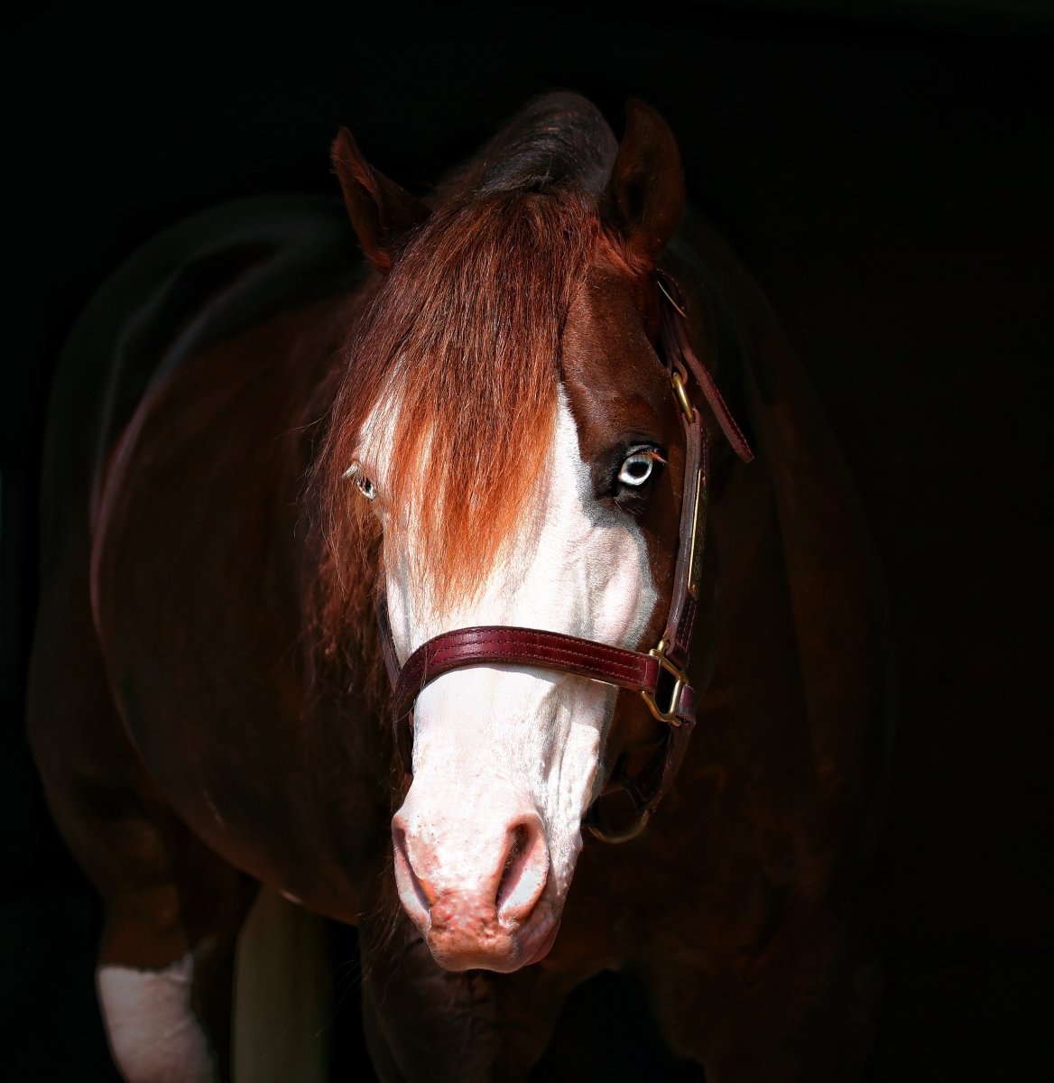 2026 BREEDING SEASON – Inferno 66